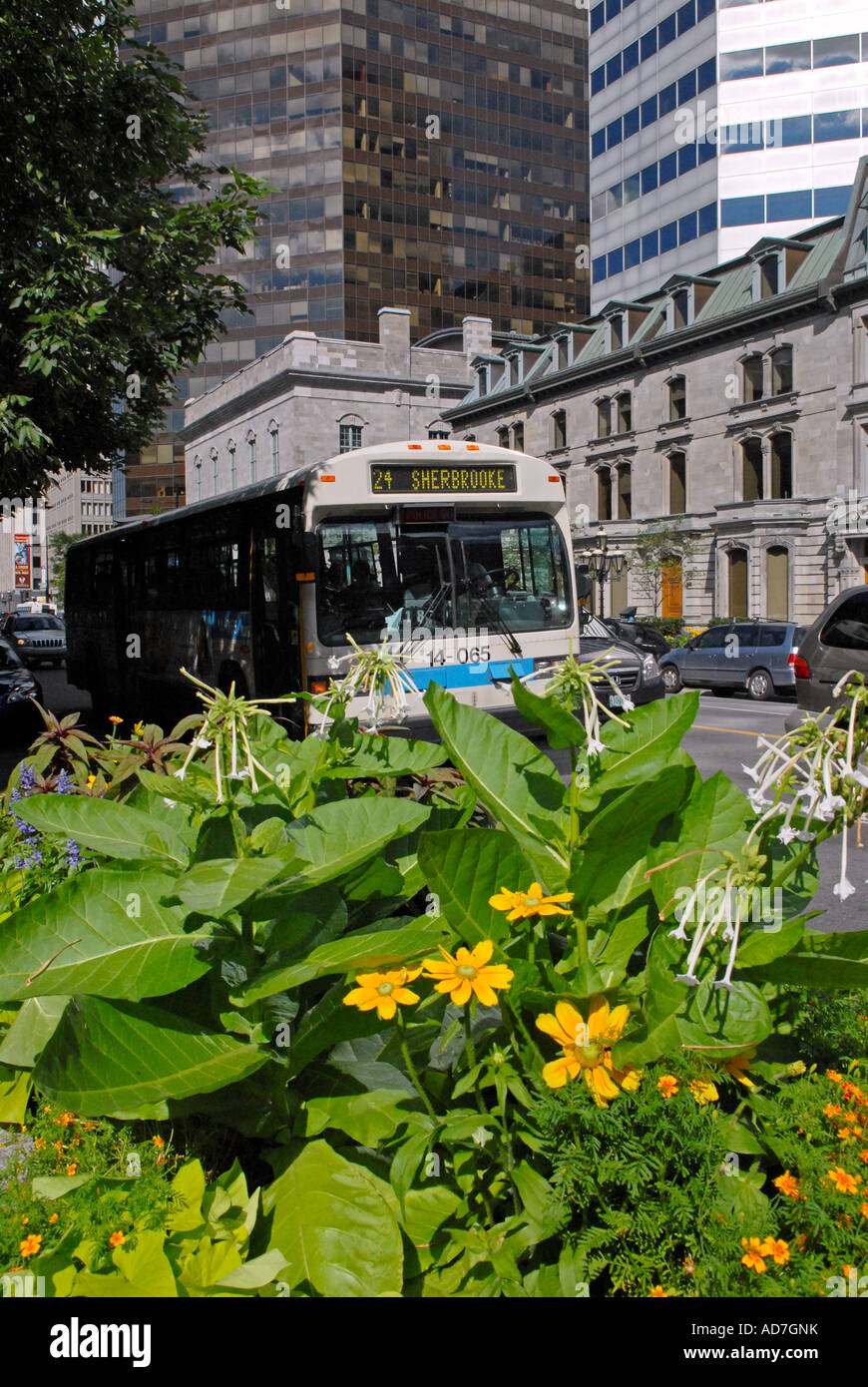 Bus in downtown Montreal Stock Photo - Alamy