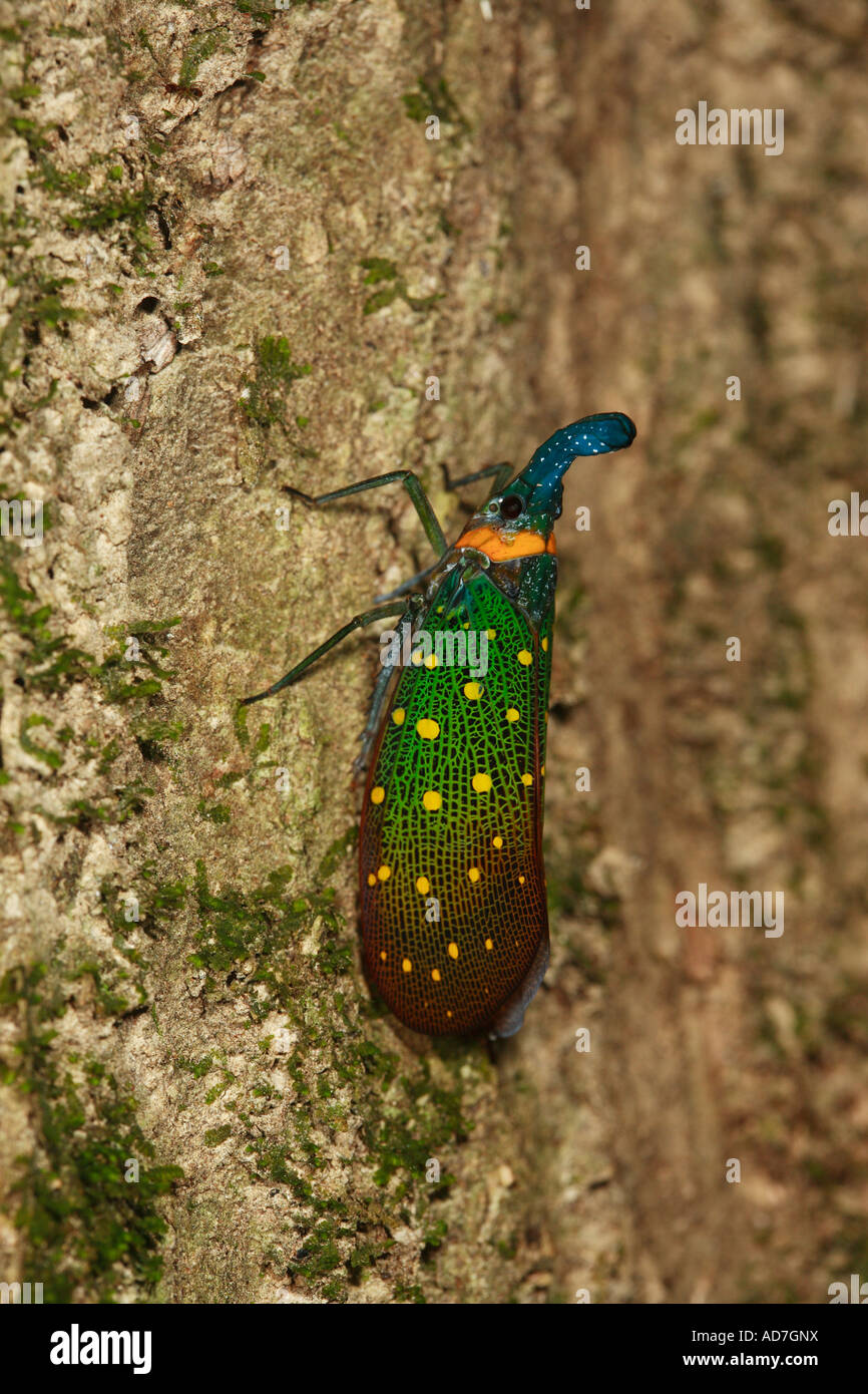 Lantern bug Sukau River Sabah Borneo Stock Photo - Alamy