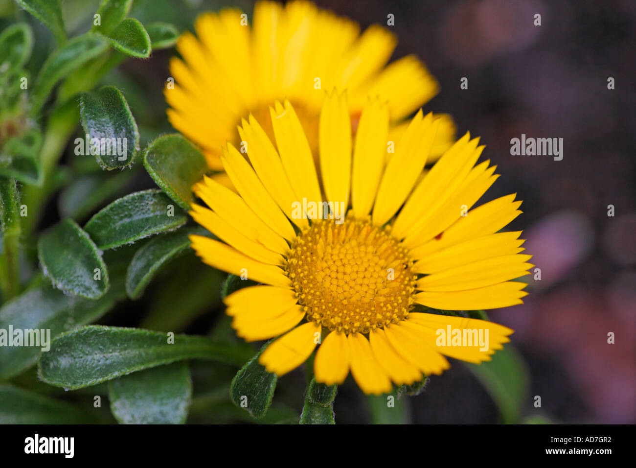 Gold Coin Golden Dollar Mediterranean Beach Daisy Asteriscus maritimus ...