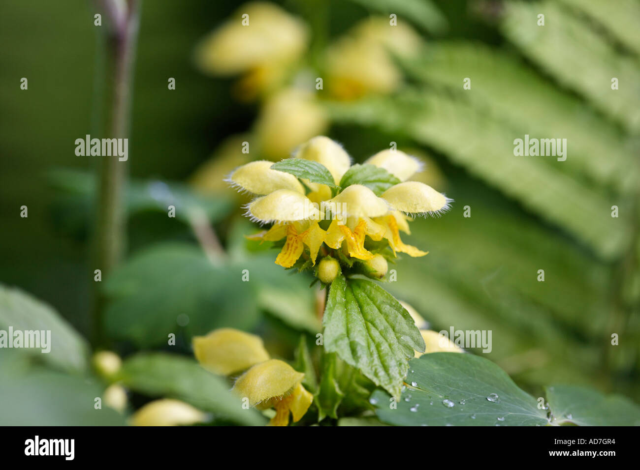 Golden dead nettle yellow archangel hi-res stock photography and images ...
