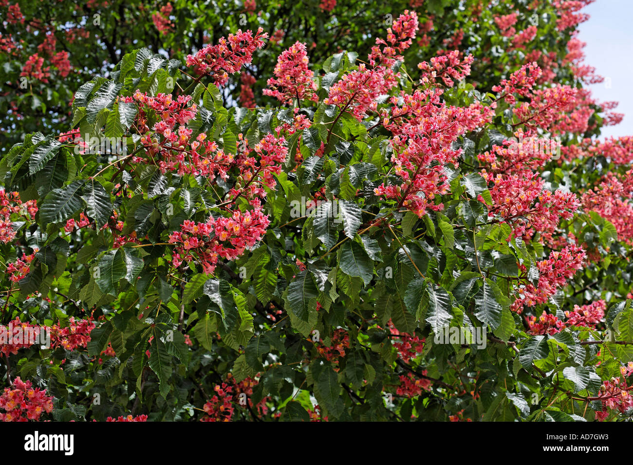 Aesculus x carnea hi-res stock photography and images - Alamy