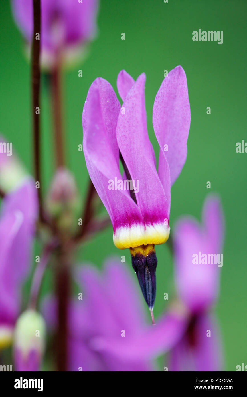 Shooting star American cowslip Indian chief Rooster heads Johnny jump ...