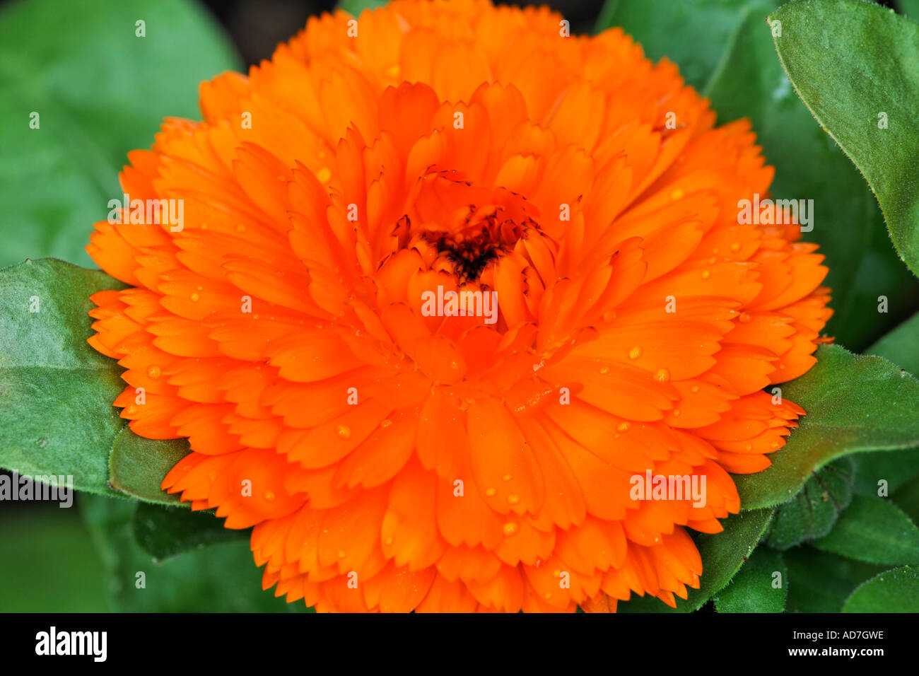 calendula pot marigold English marigold Calendula officinalis Germany ...