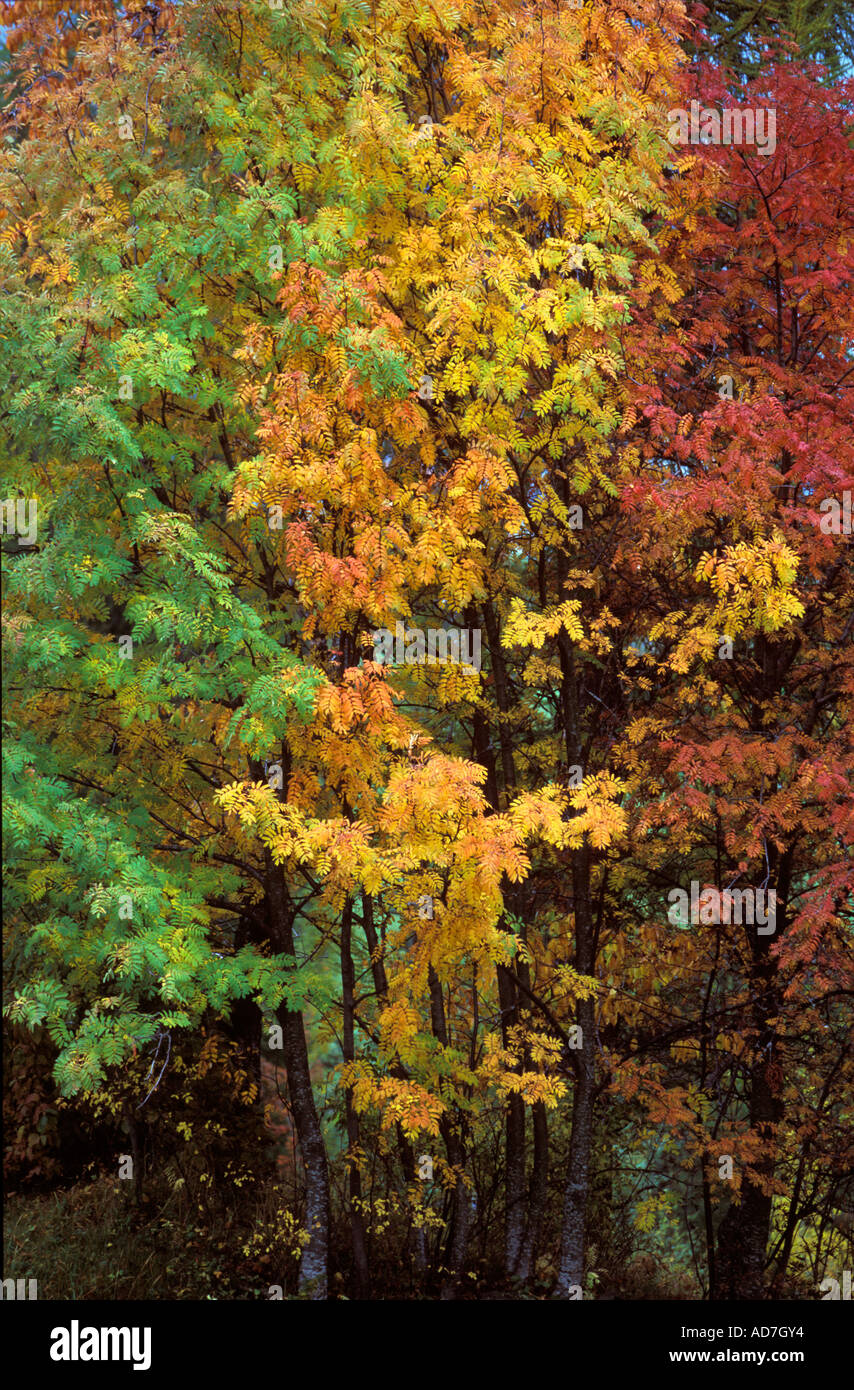 Sorbs hi-res stock photography and images - Alamy