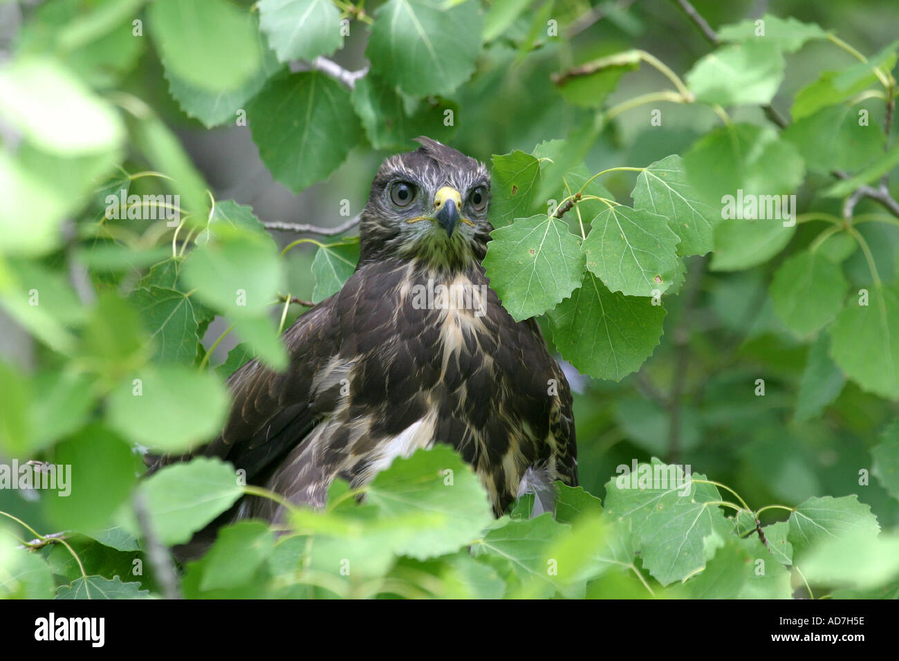 Bueto bueto hi-res stock photography and images - Alamy