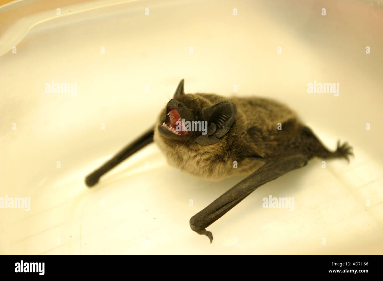 Bat pipistrelle pipistrellus Stock Photo - Alamy