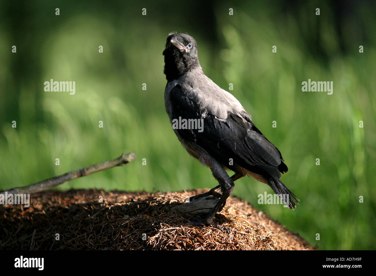 Bird corvus corone Stock Photo - Alamy