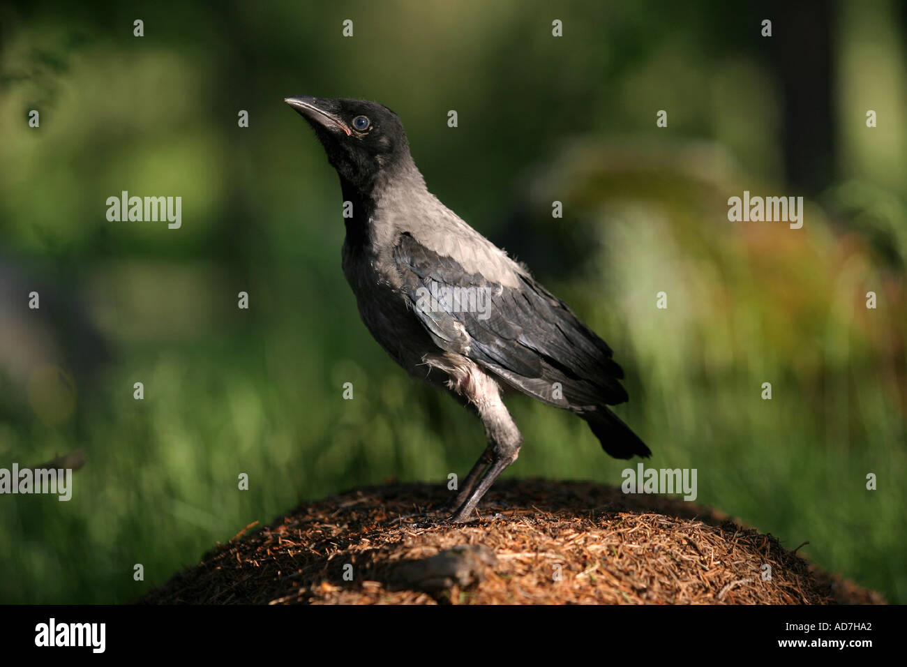 Bird corvus corone Stock Photo - Alamy