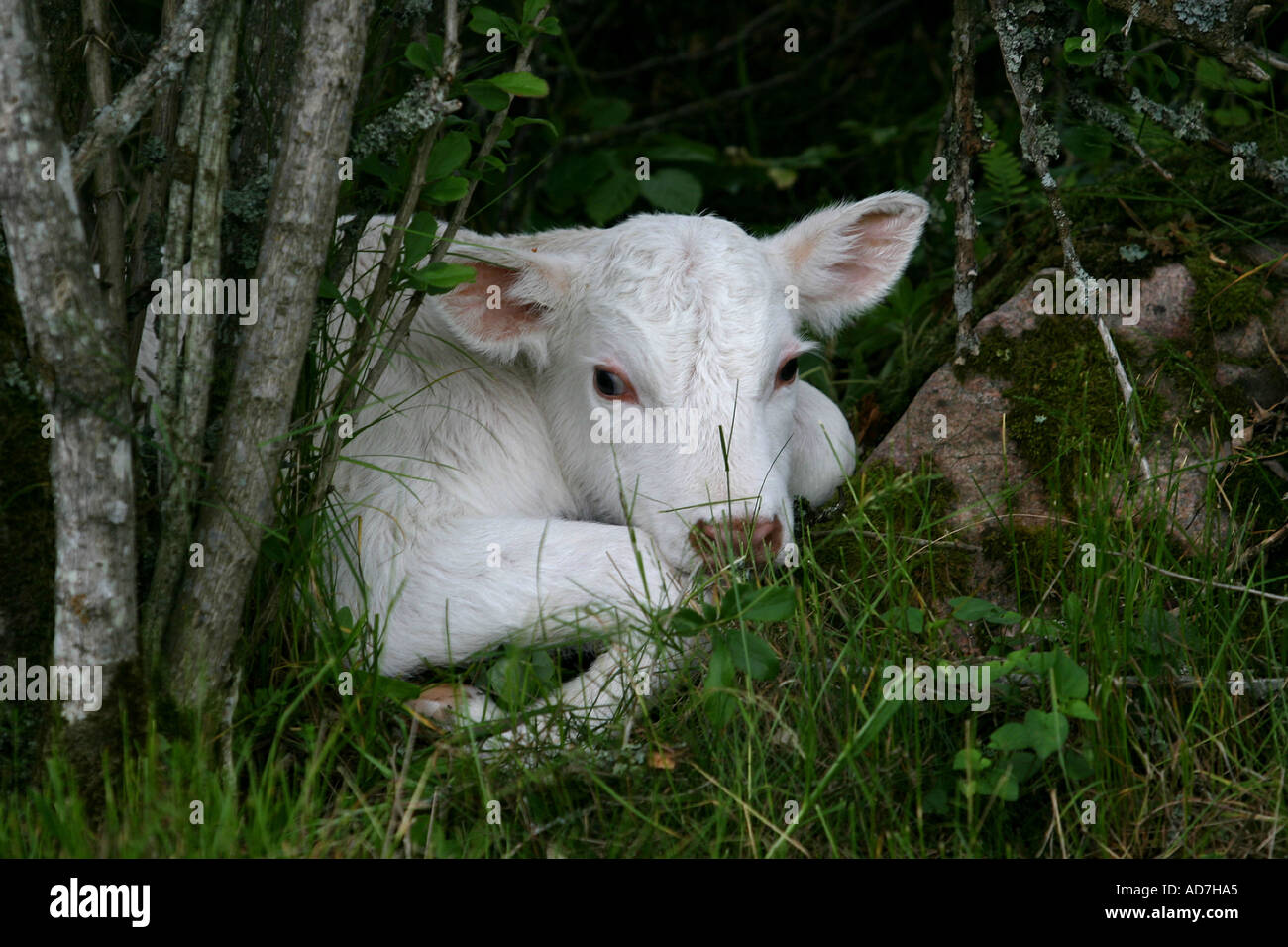 Albino cow hi-res stock photography and images - Alamy