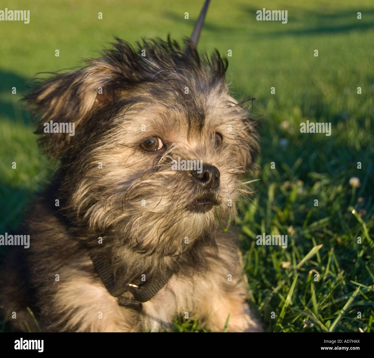 A tiny pup poses for the camera Stock Photo - Alamy