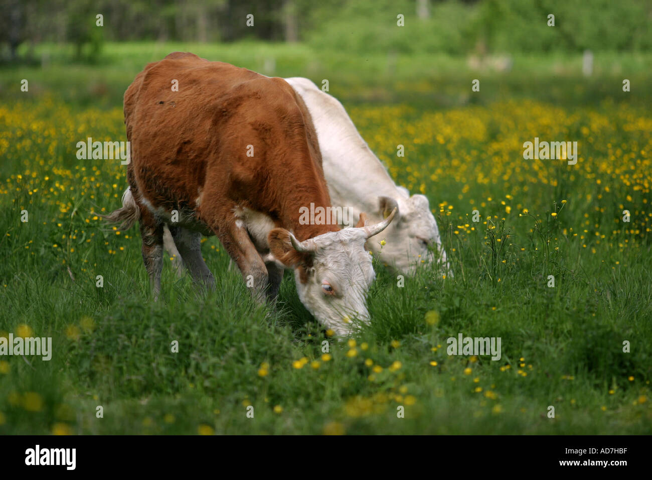 2 cows eating hi-res stock photography and images - Alamy