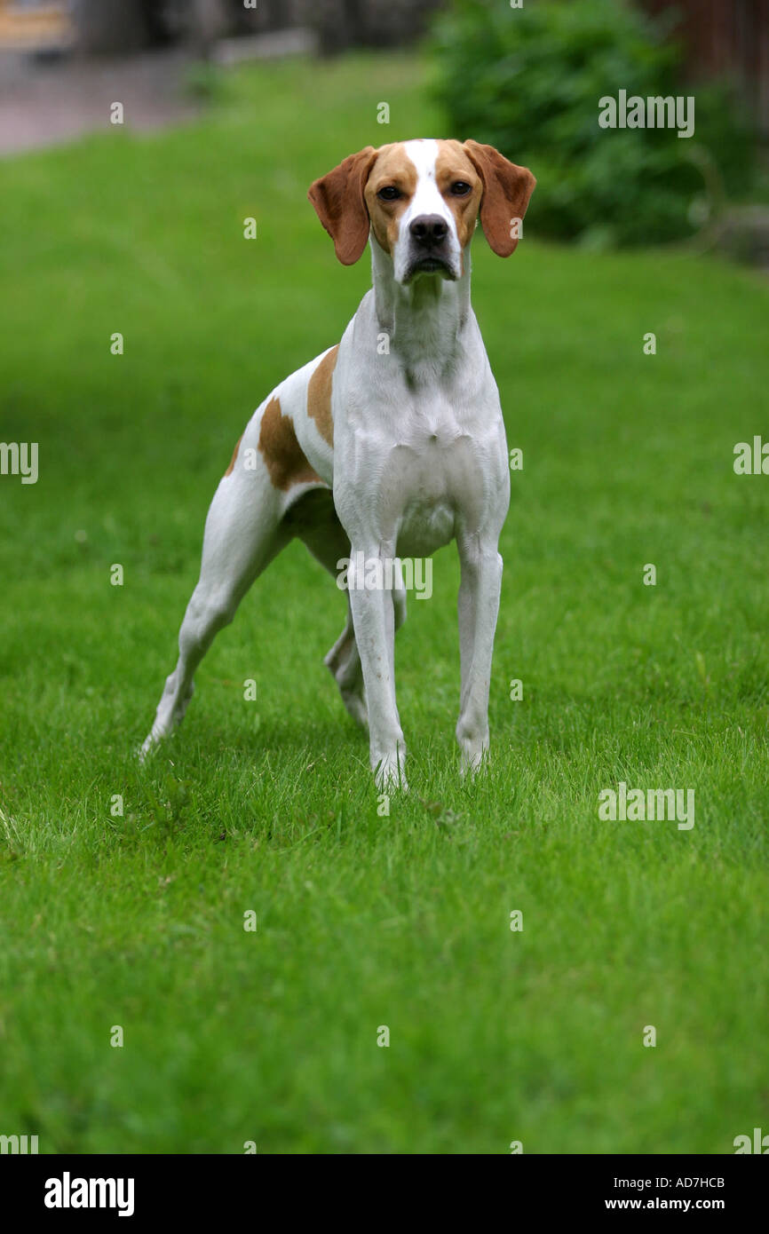 Pointer animals hi-res stock photography and images - Alamy