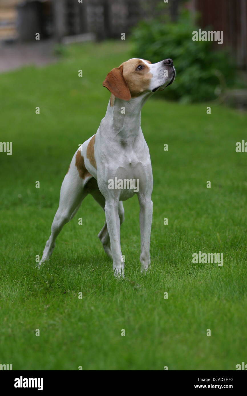 Pointer animals hi-res stock photography and images - Alamy