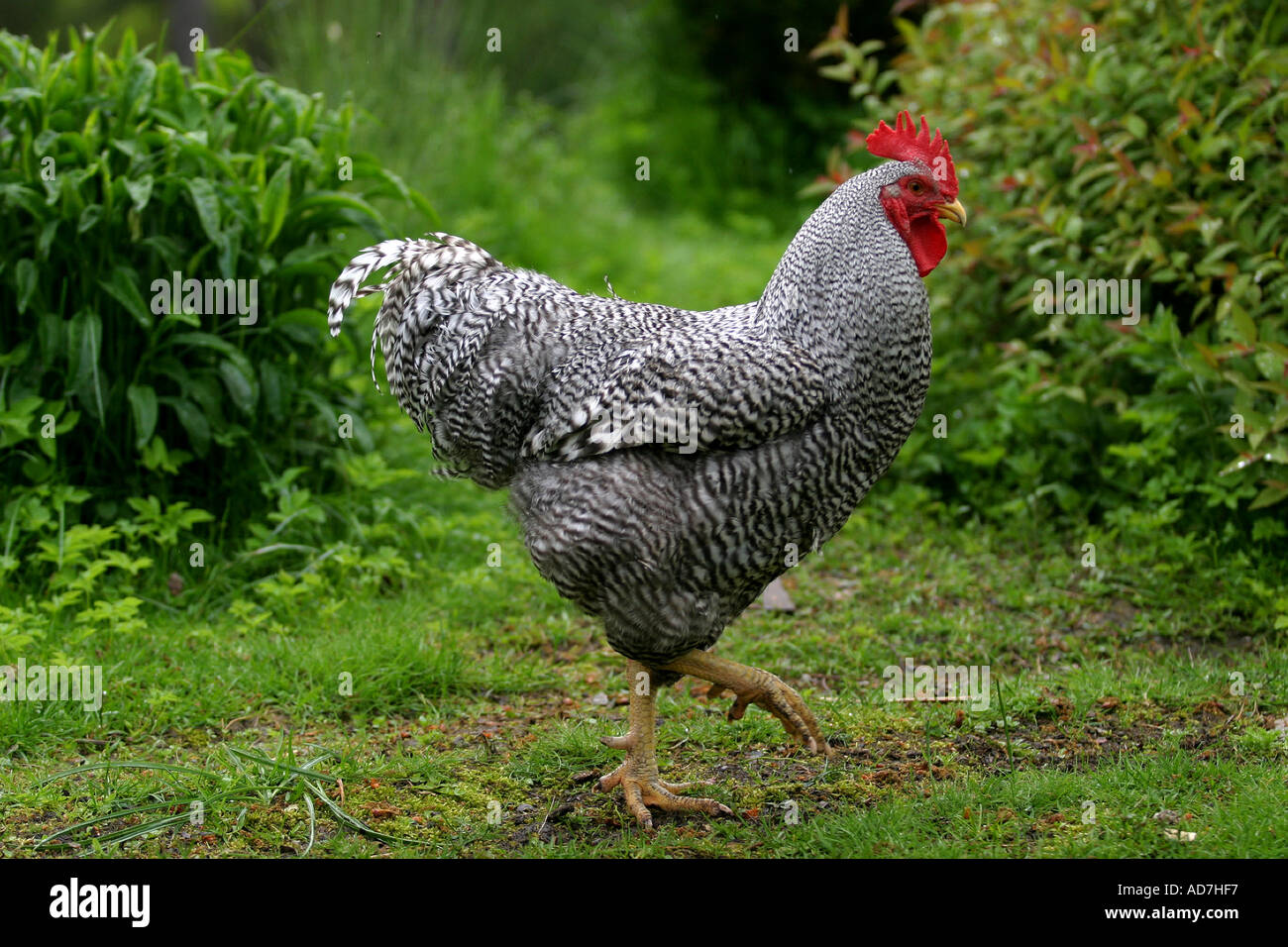 Chiken comb hi-res stock photography and images - Alamy