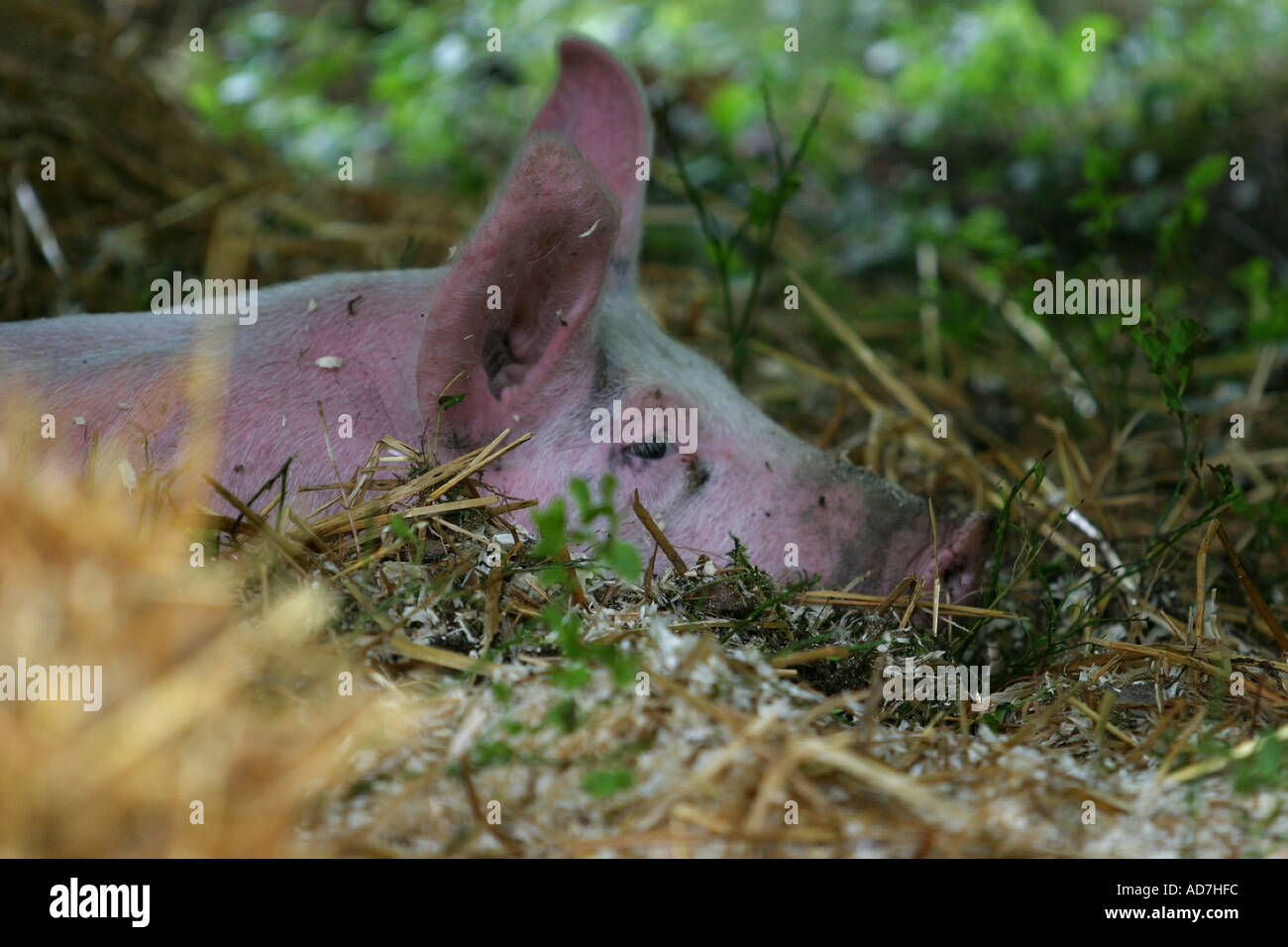 Relax sleep slept sleeping hi-res stock photography and images - Alamy