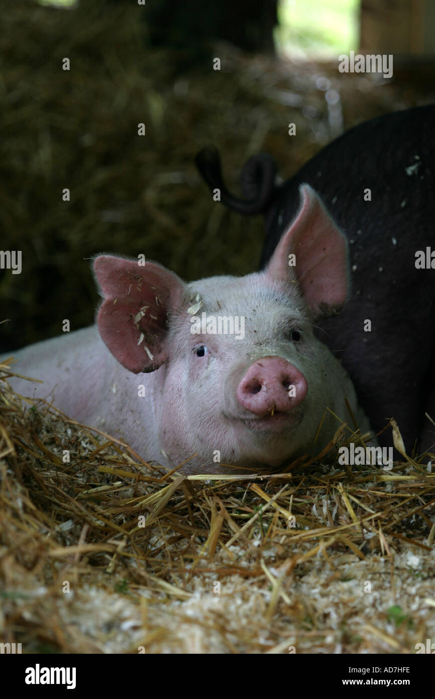 Relaxing Pig outdoor Stock Photo - Alamy