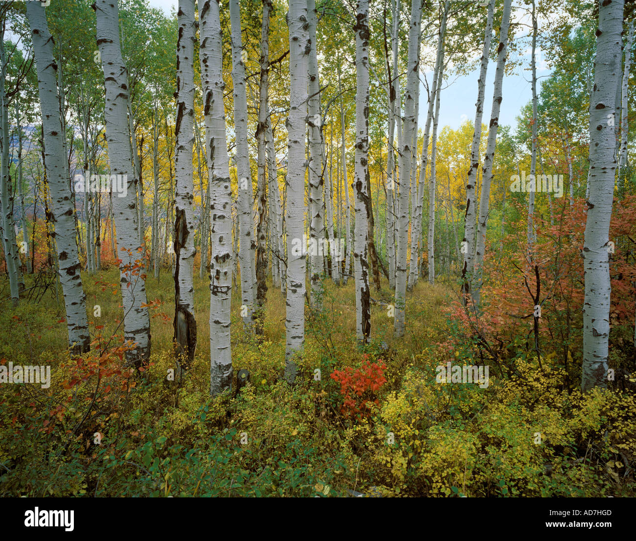 Alpine loop utah hi-res stock photography and images - Alamy