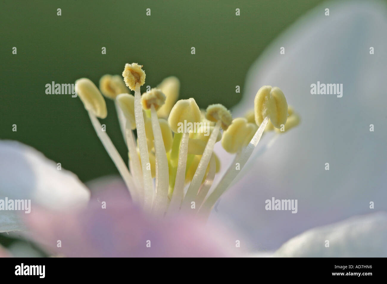 Carpel stamen hi-res stock photography and images - Alamy