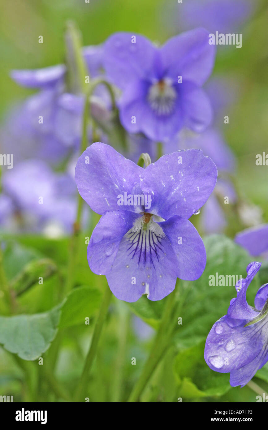 English violet sweet violet Viola odorata flower Stock Photo - Alamy