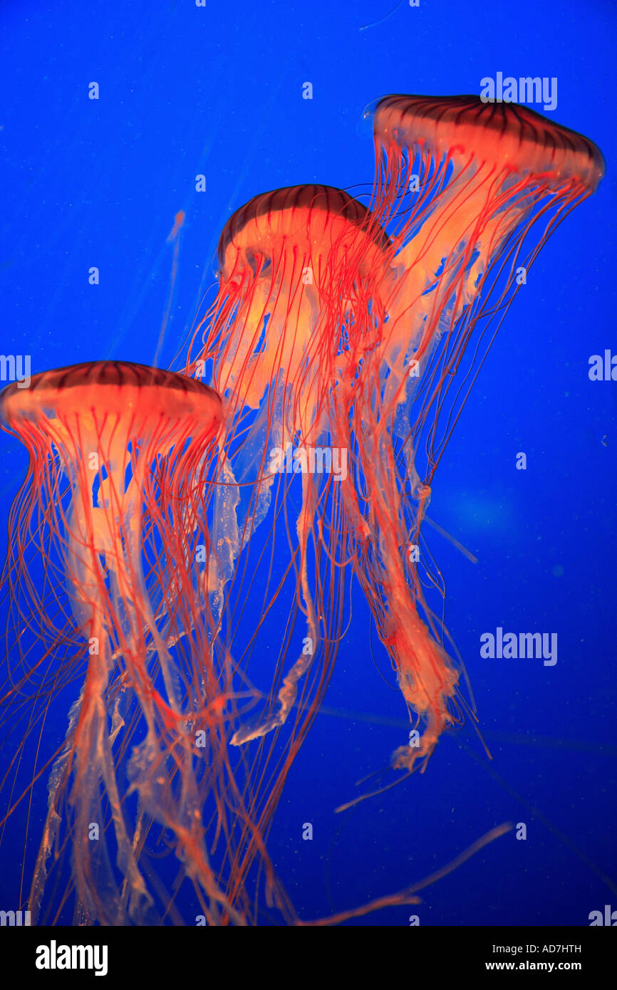 Canada British Columbia Vancouver Aquarium jellyfish Stock Photo - Alamy