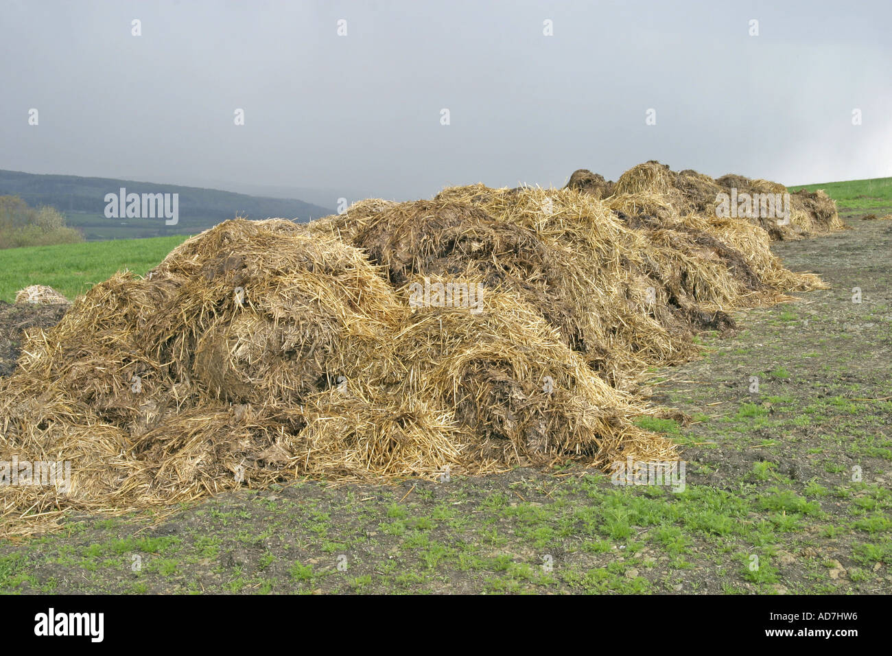 Dunghill hi-res stock photography and images - Alamy