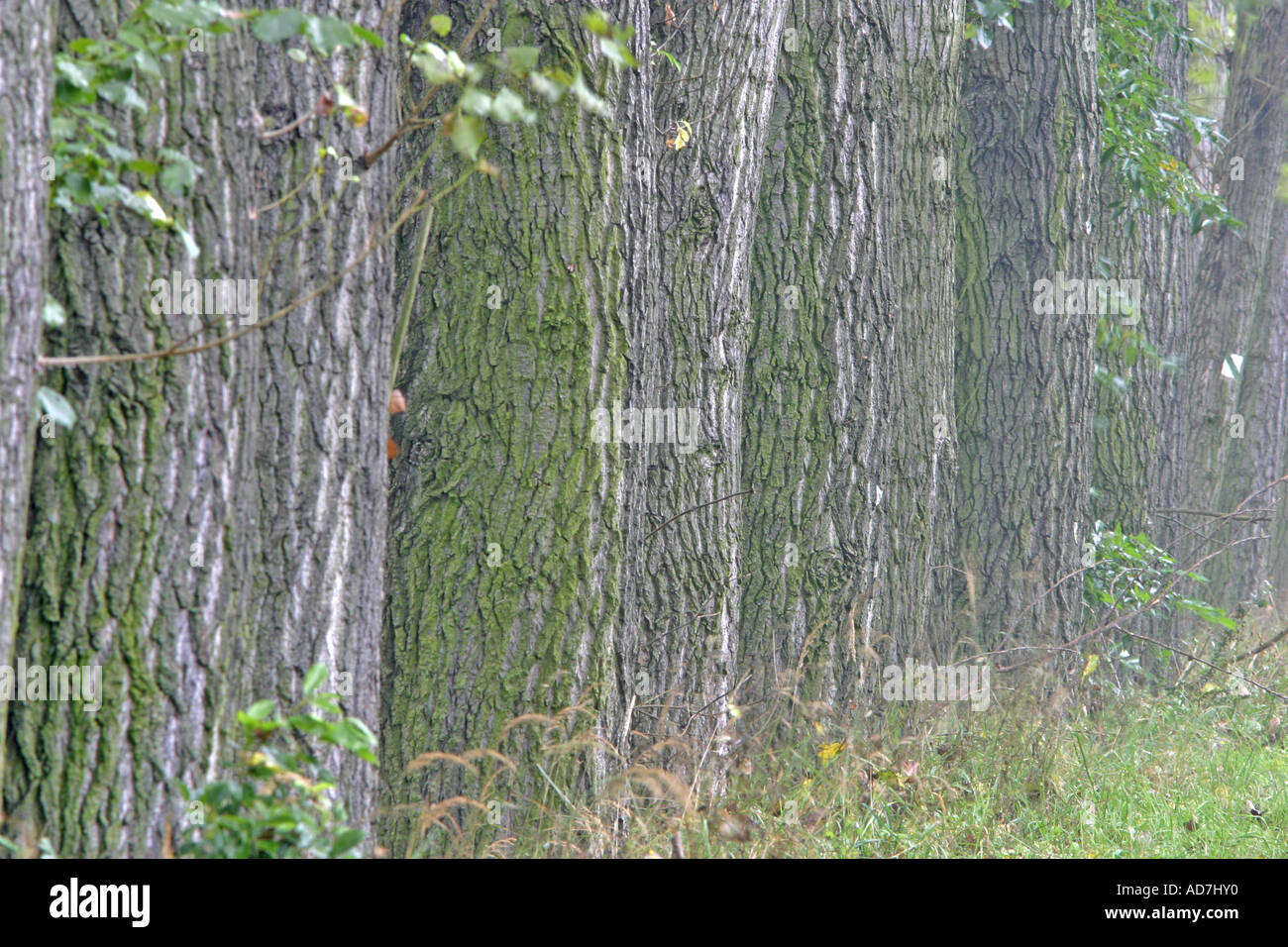 Monochrome cottonwood tree hi-res stock photography and images - Alamy