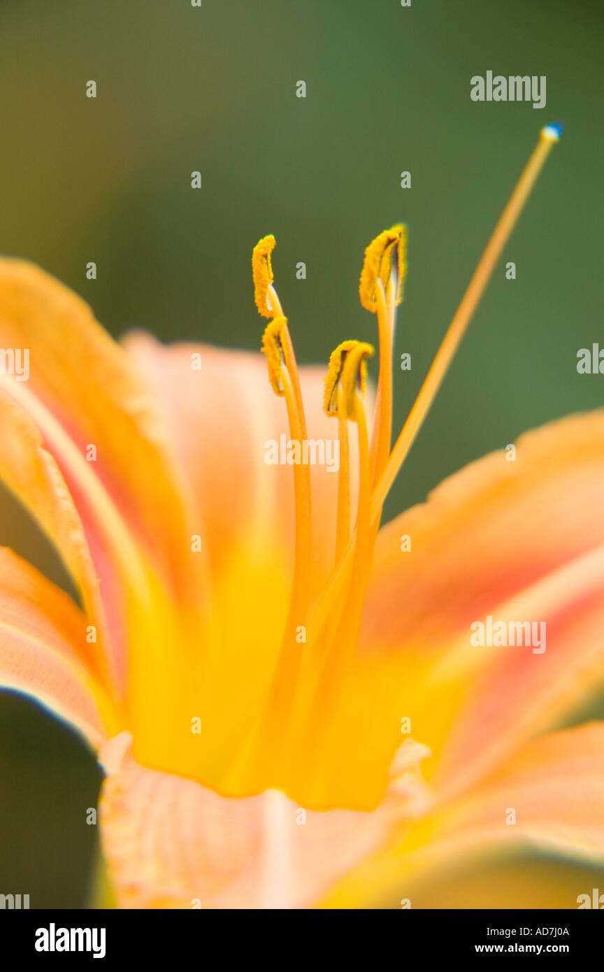Short lily hi-res stock photography and images - Alamy