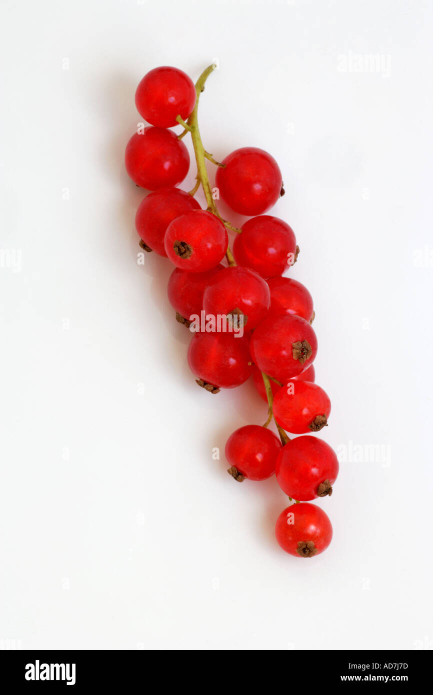 Red currants illustration hi-res stock photography and images - Alamy