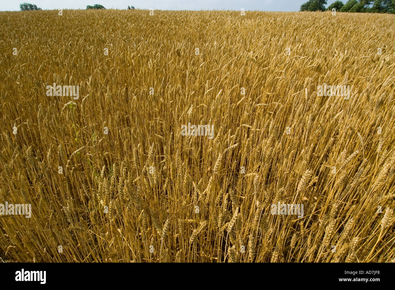 Wheat field in Southern Ontario Canada Stock Photo - Alamy