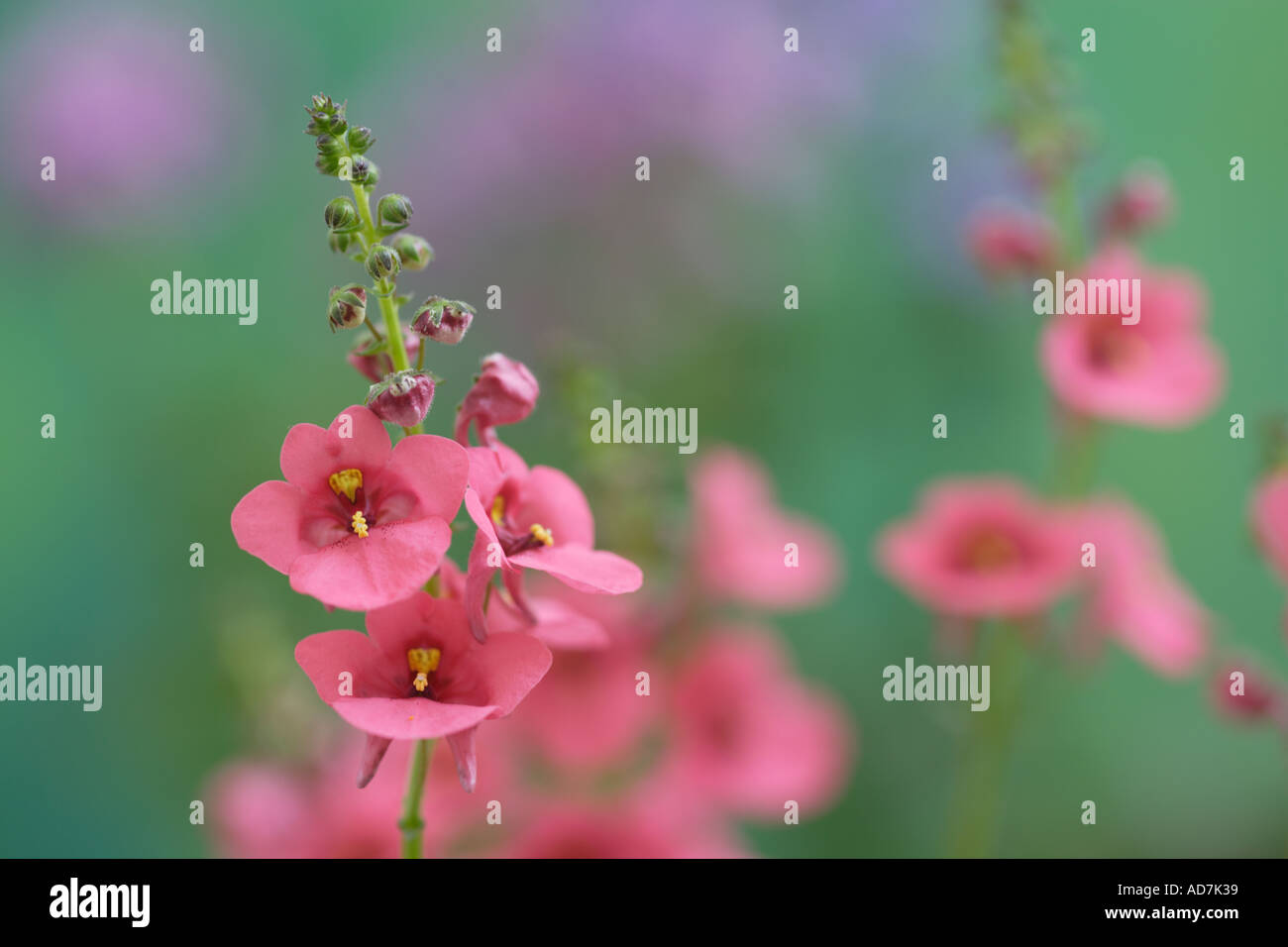 Pink diascia hi-res stock photography and images - Alamy