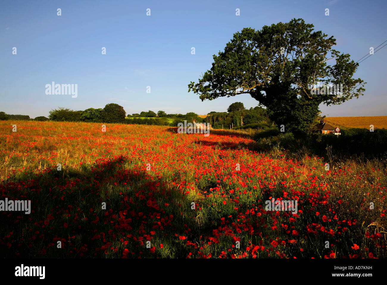 A norfolk poppyfield at sunrise Stock Photo - Alamy