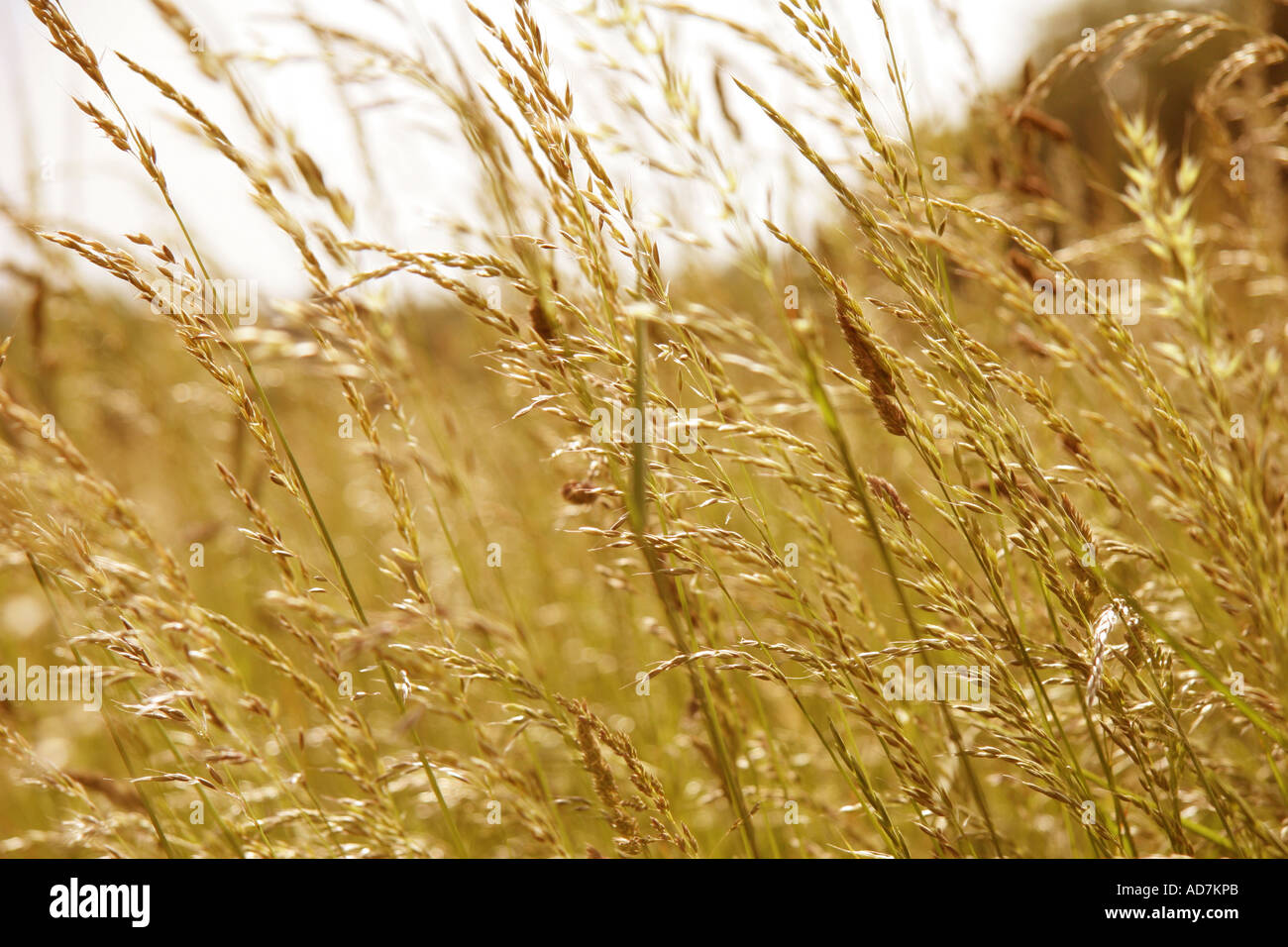 Golden dried grasses hi-res stock photography and images - Alamy