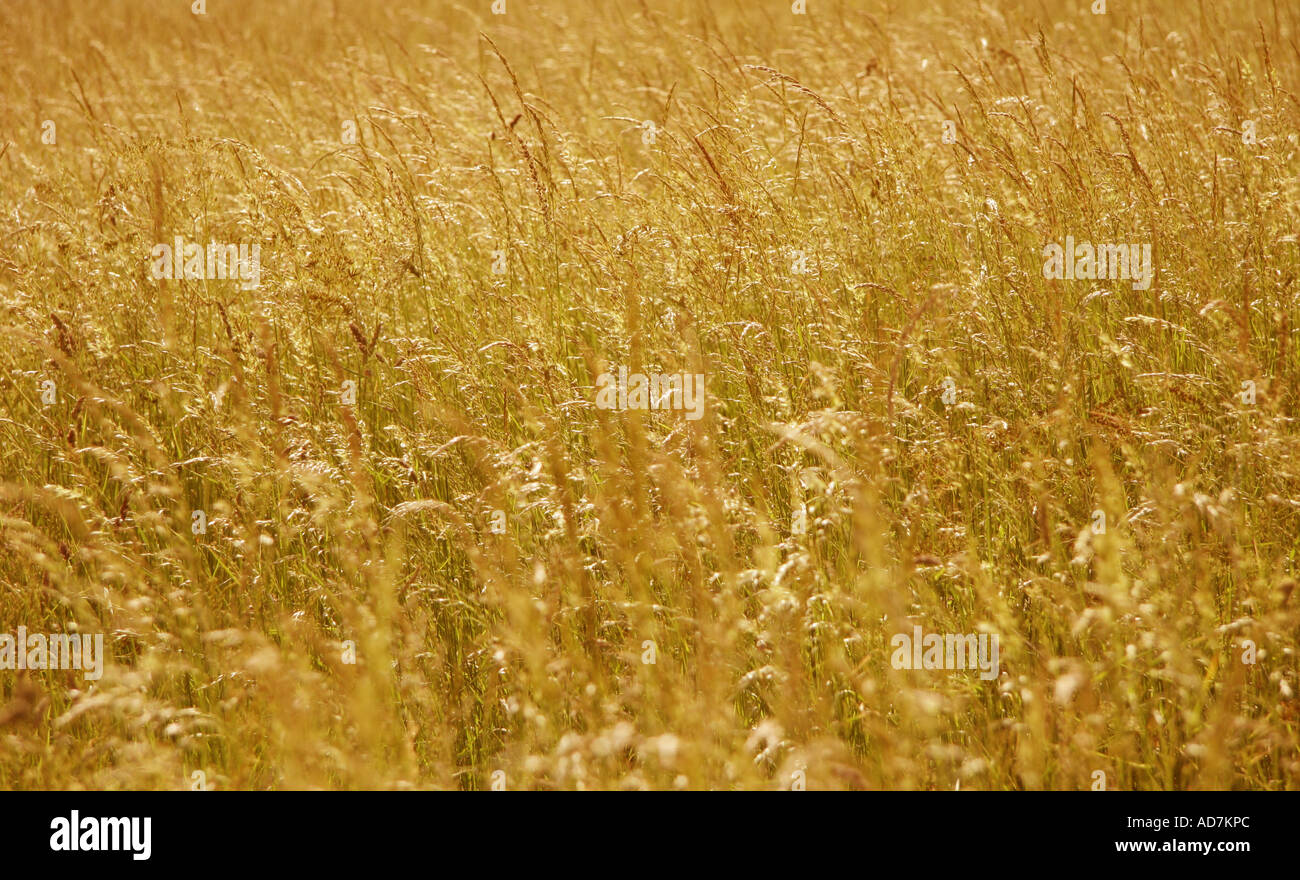 Golden dried grasses hi-res stock photography and images - Alamy