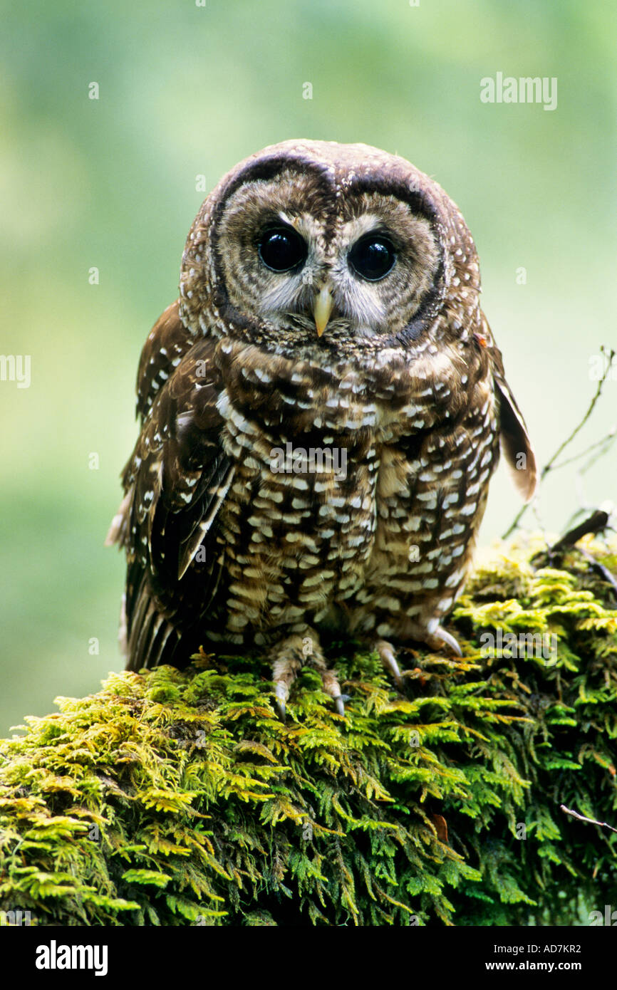 Strix occidentalis hi-res stock photography and images - Alamy