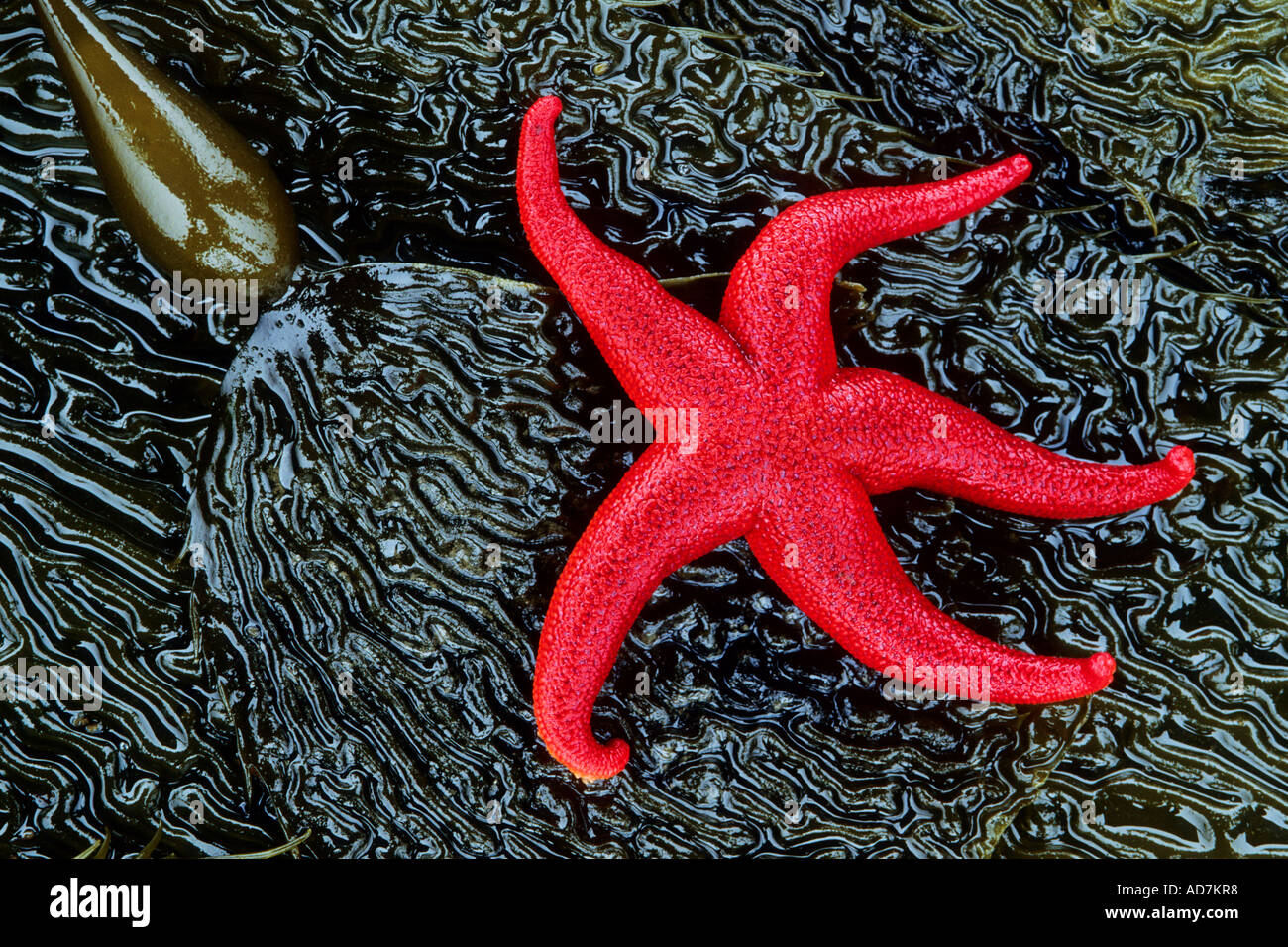 Blood star (Henricia leviuscula Stock Photo - Alamy