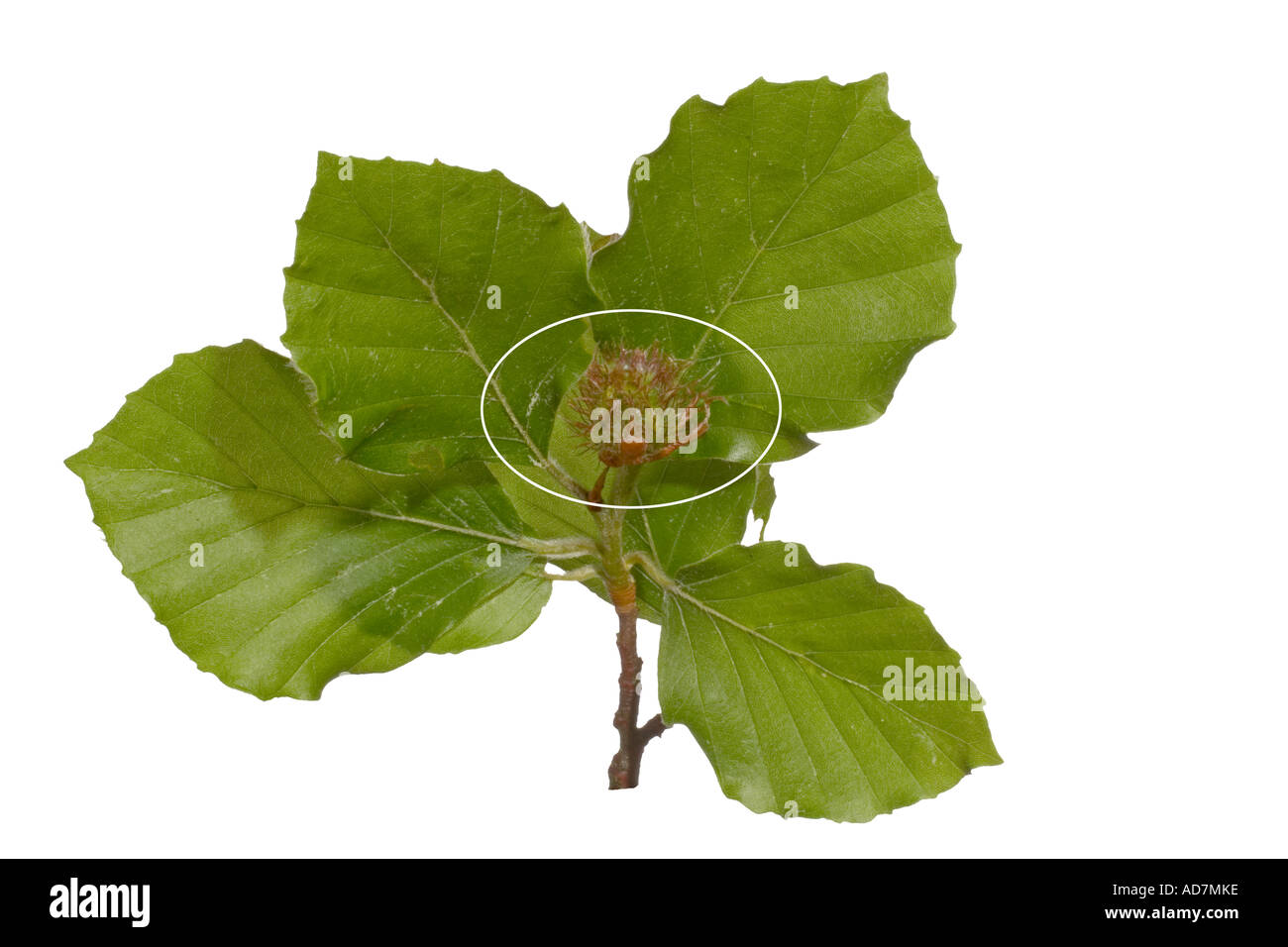 Beech Fagus sylvatica Leaves female flowerhead Surrey England Stock ...
