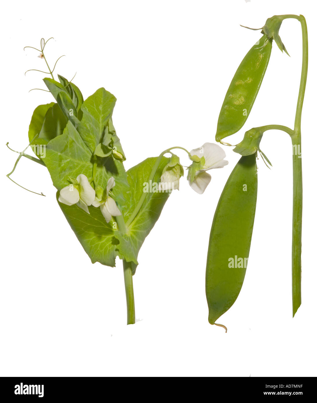 England garden Cut Out Stock Images & Pictures - Alamy