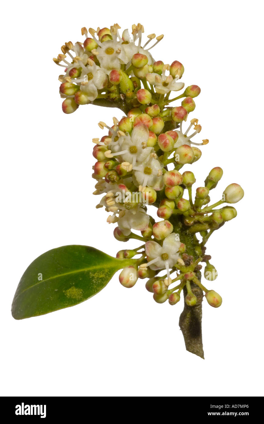 Emerging flowers hi-res stock photography and images - Alamy