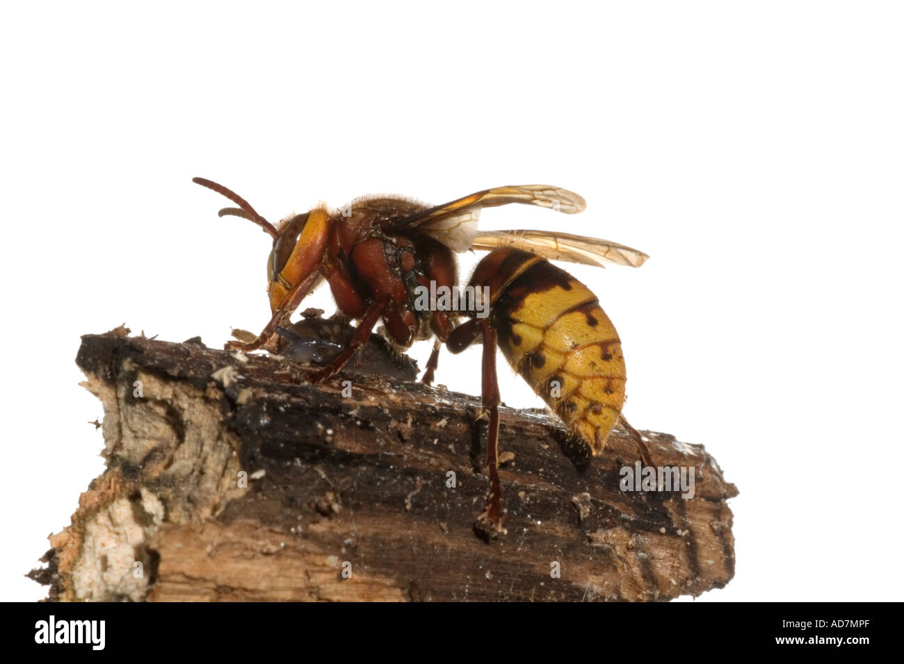 Hornet eating hi-res stock photography and images - Alamy