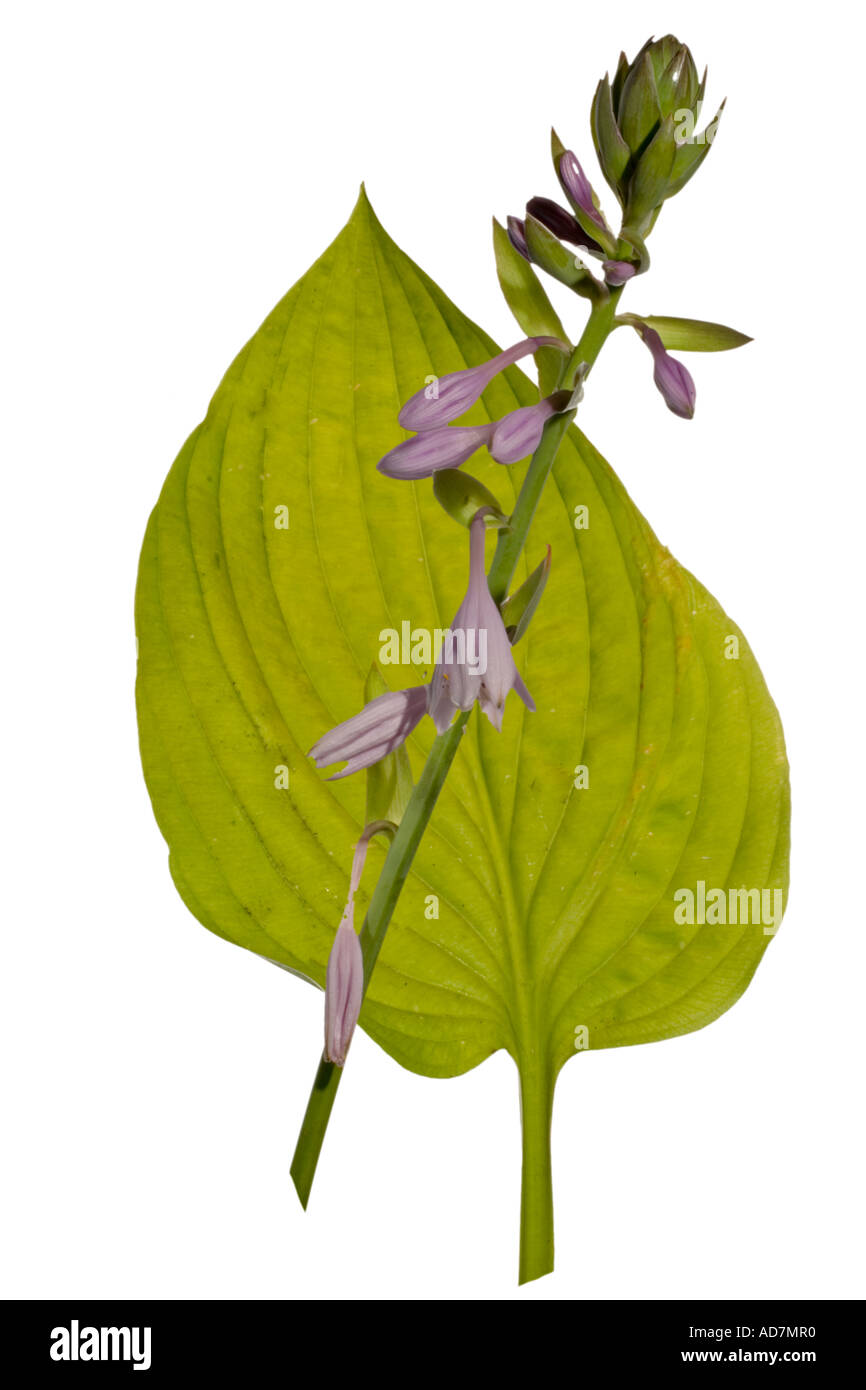 Hosta. Flowerheads background leaf Surrey England June Stock Photo - Alamy