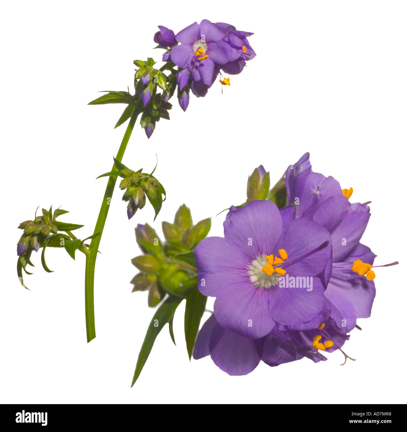 Jacobs ladder plant Cut Out Stock Images & Pictures - Alamy