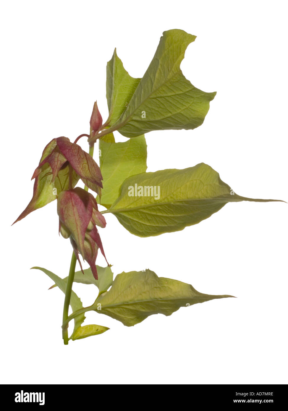 Flowering nutmeg hi-res stock photography and images - Alamy