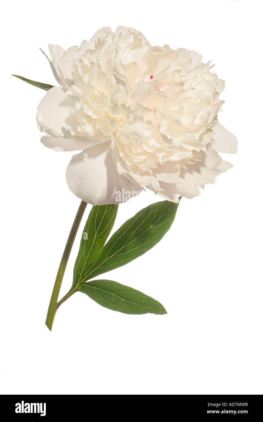 Paeonia peony cut outs silo Cut Out Stock Images & Pictures - Alamy