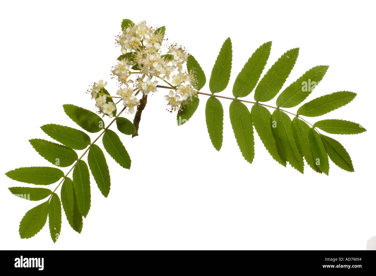 Feather like leaves hi-res stock photography and images - Alamy