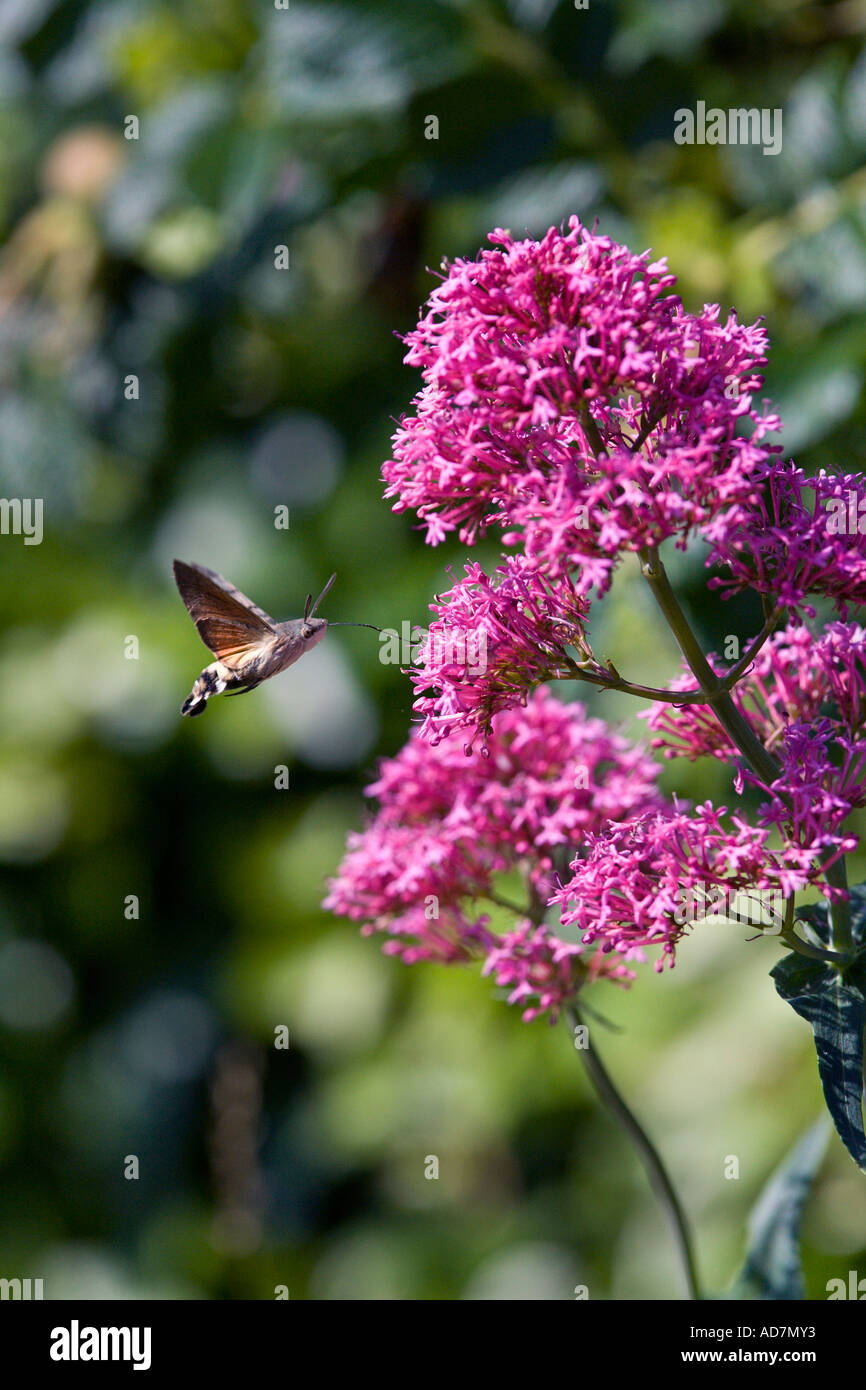 Hummingbird moth uk hi-res stock photography and images - Alamy