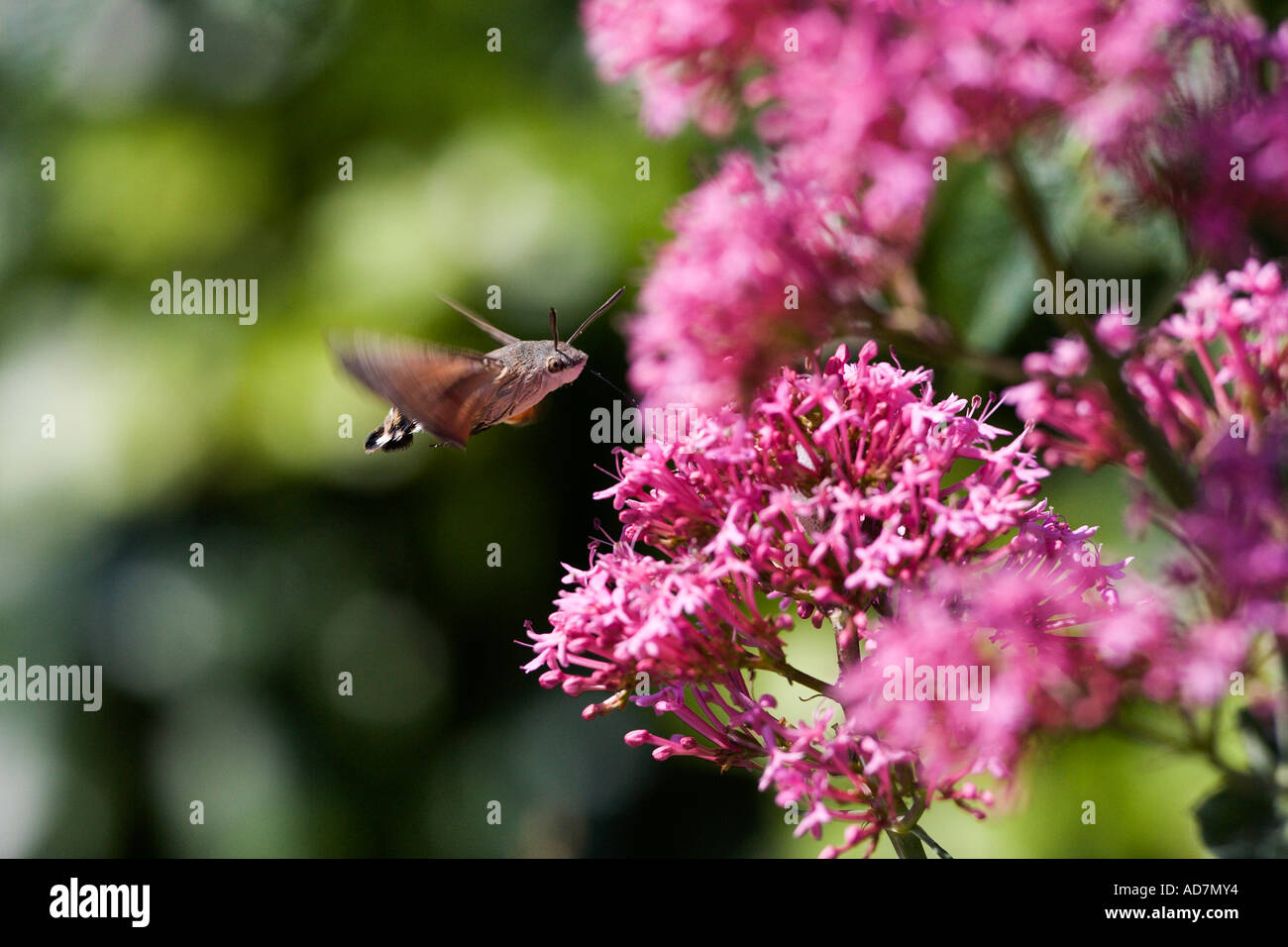 Hummingbird moth uk hi-res stock photography and images - Alamy