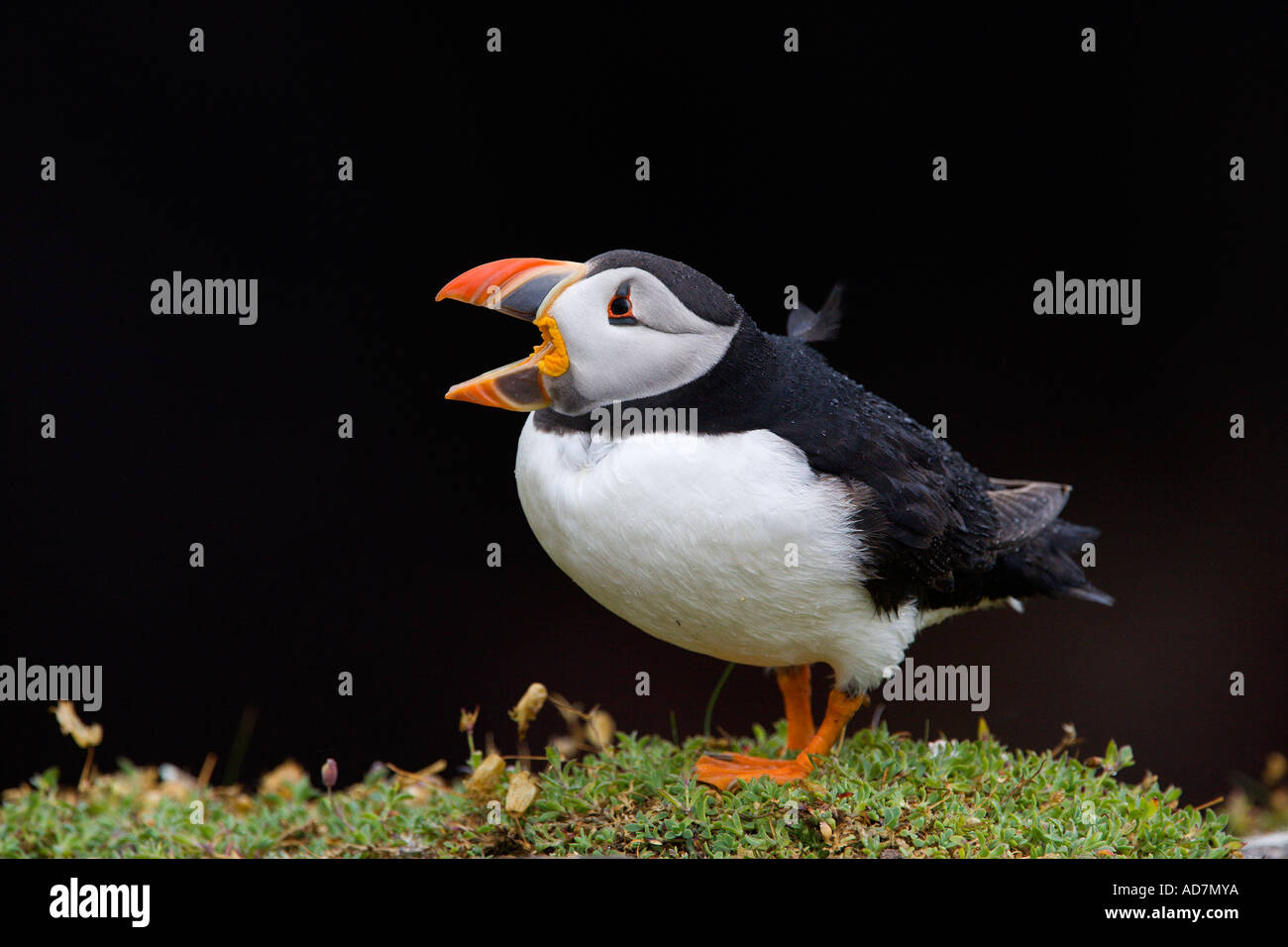 Puffin Fratercula arctica standing inthe rain looking alert with beak ...