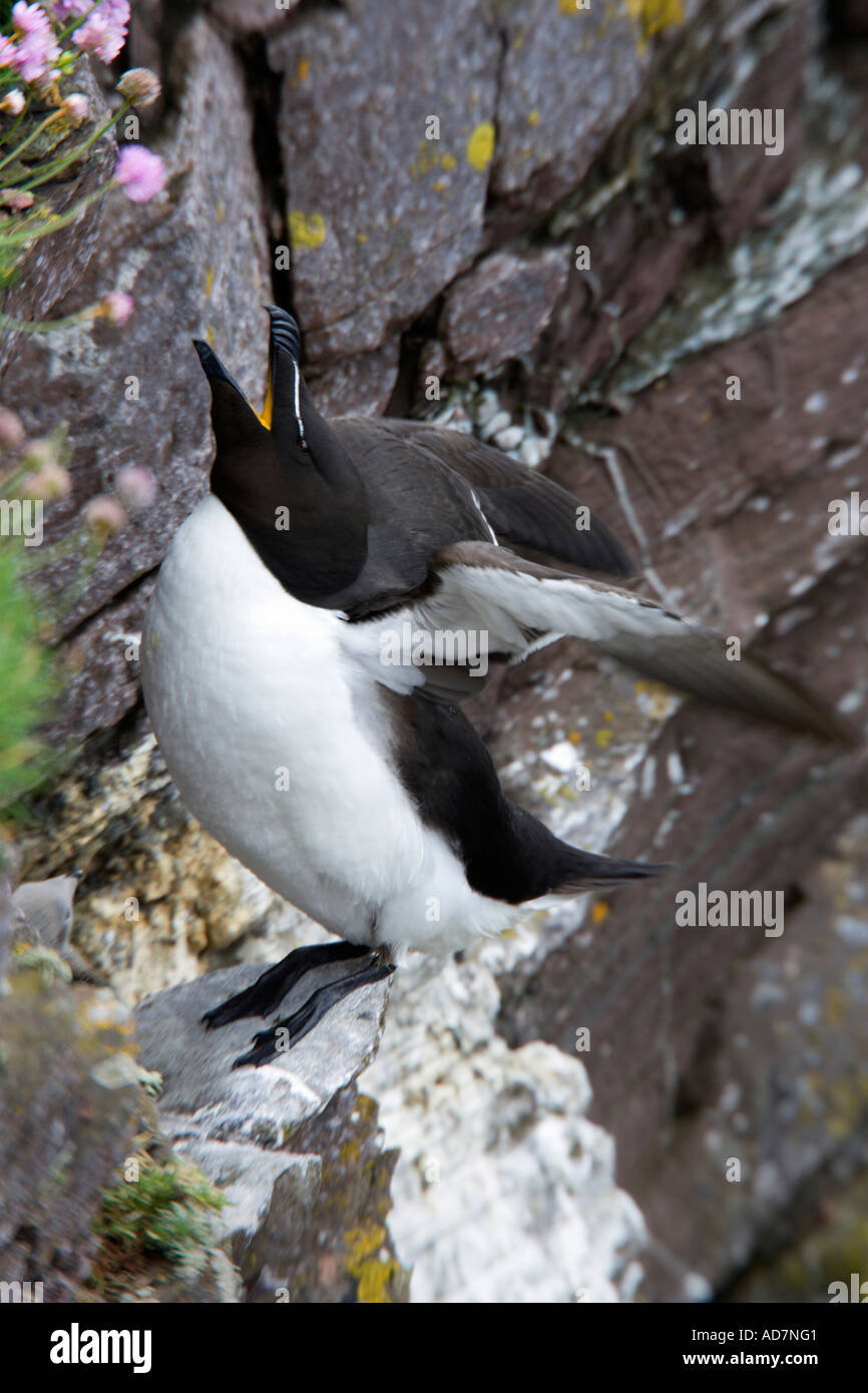 Razorbill chick uk hi-res stock photography and images - Alamy