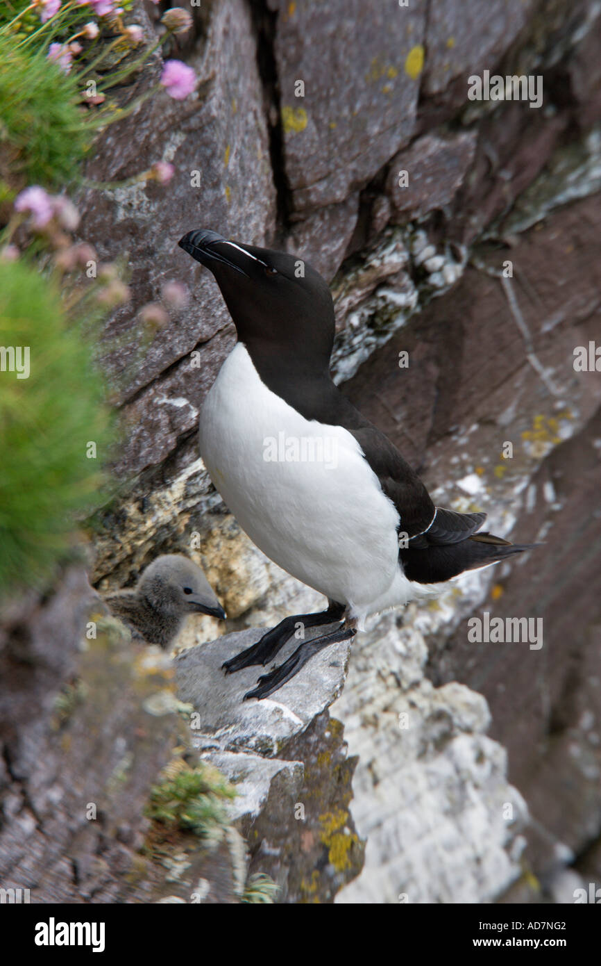 Young razorbill hi-res stock photography and images - Alamy