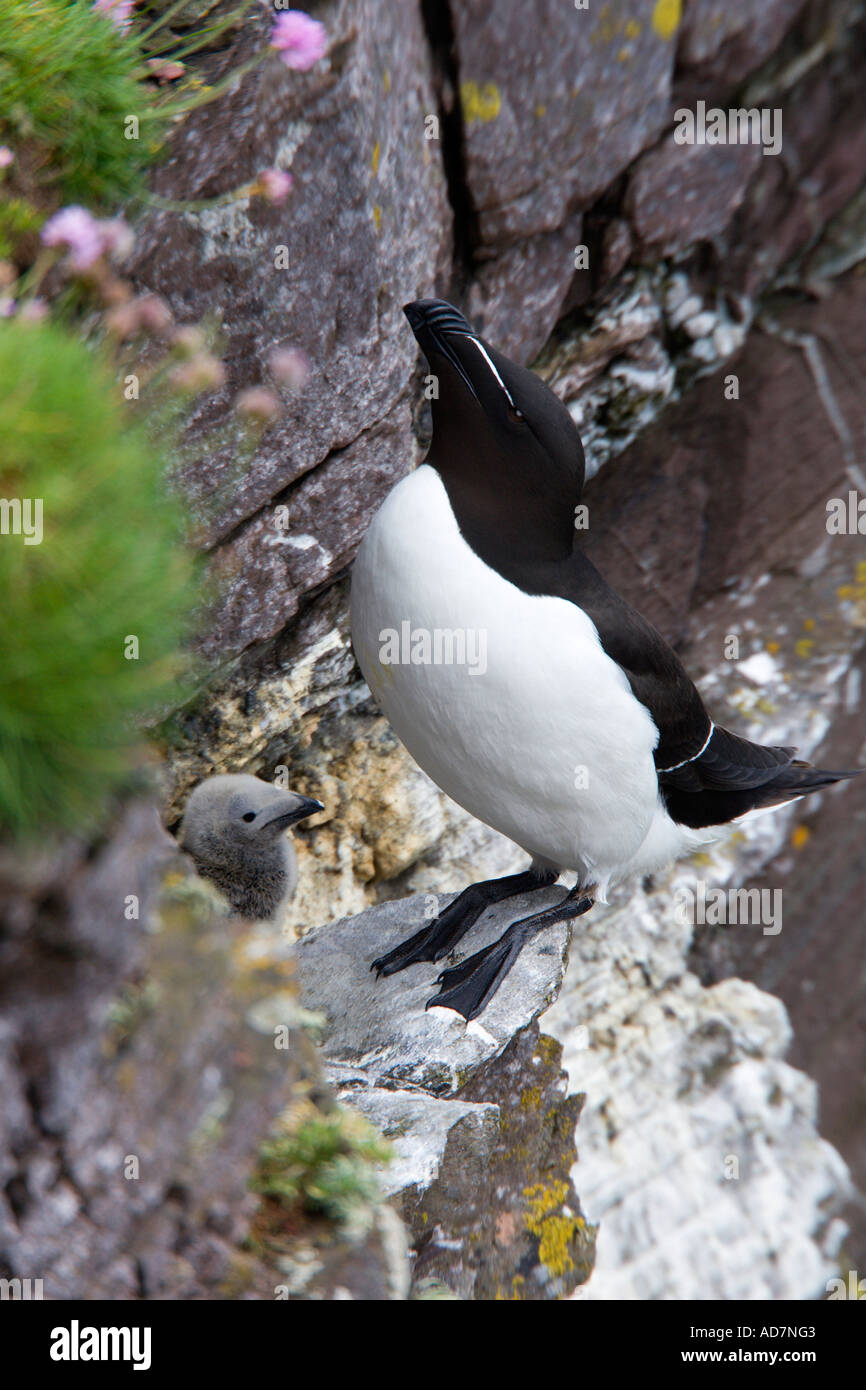 Razorbill Alca torda on nesting ledge with chick looking up skokholm ...
